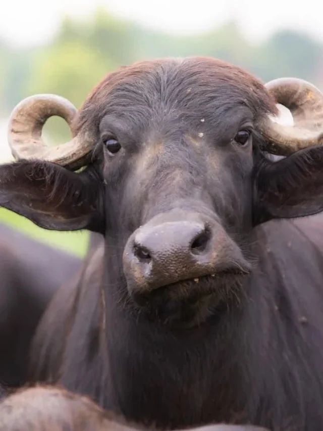 भैंस पालने वाले इस नस्ल के साथ करें शुरुआत, फायदे में रहेंगे - Start buffalo rearing with surti ...