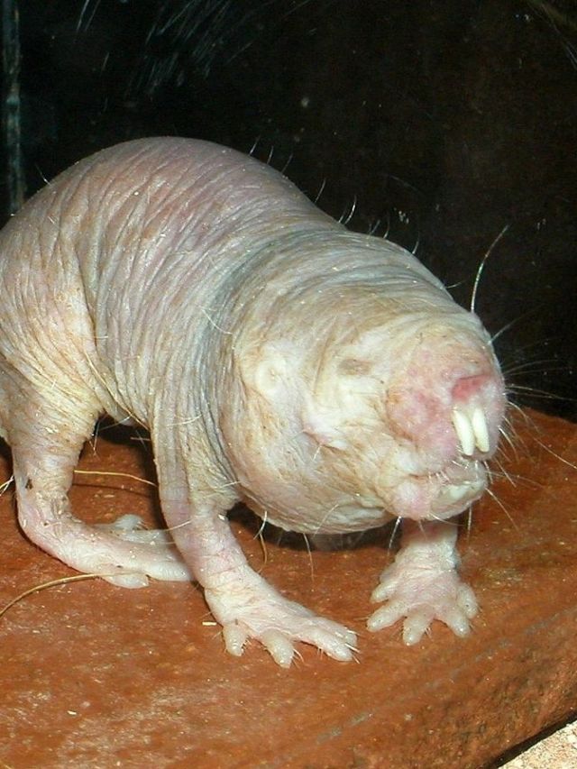 7 Gross Animals That Will Make You Gag