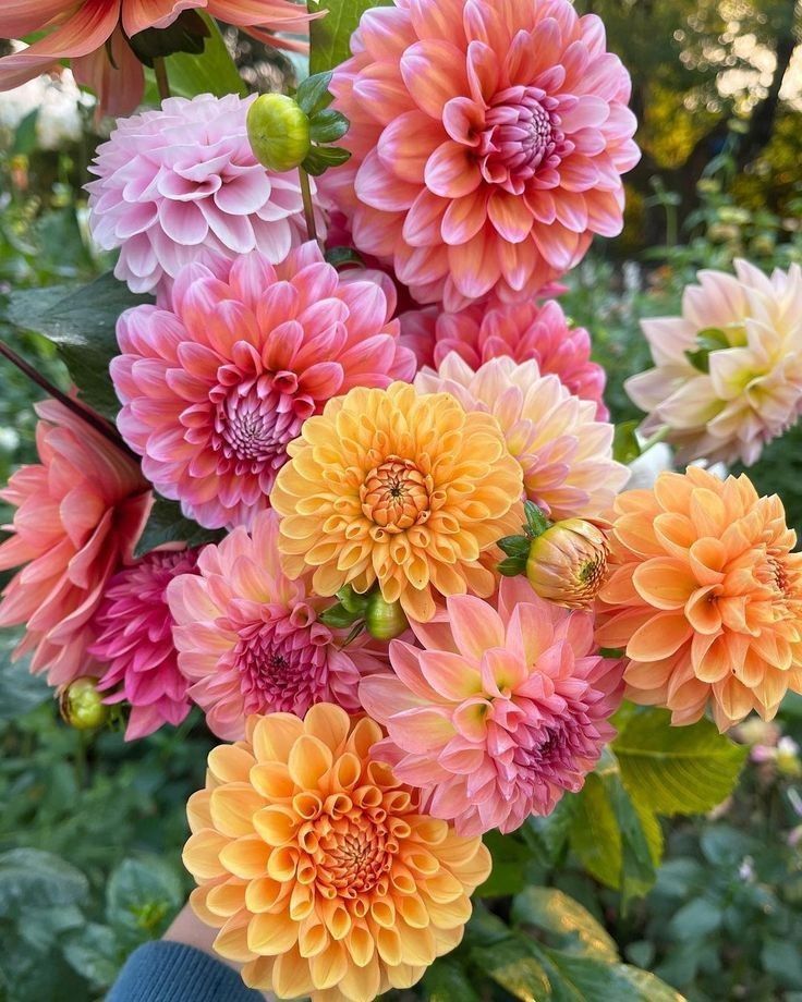 ⁠कैसे उगता है गुलदाउदी का फूल? आसान तरीका जानिए - How planting ...