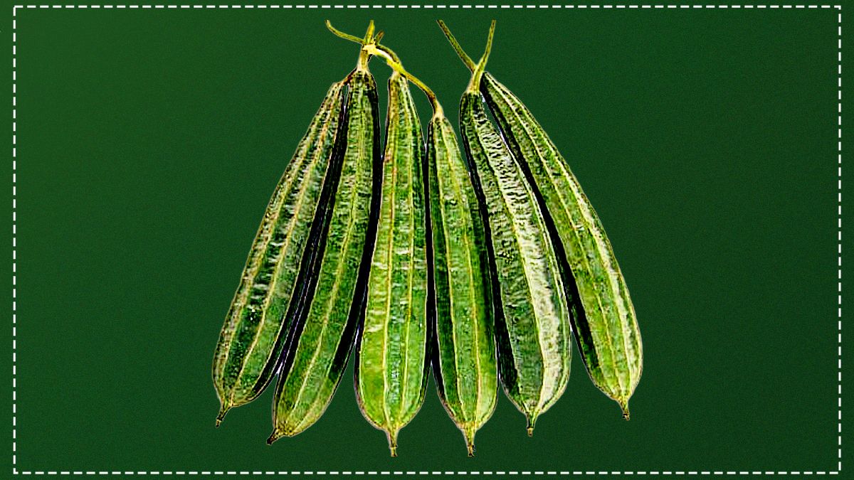 আলু-পেঁয়াজ তো জানেন, বলুন তো ঝিঙে ইংরেজি কী? - What is the english ...