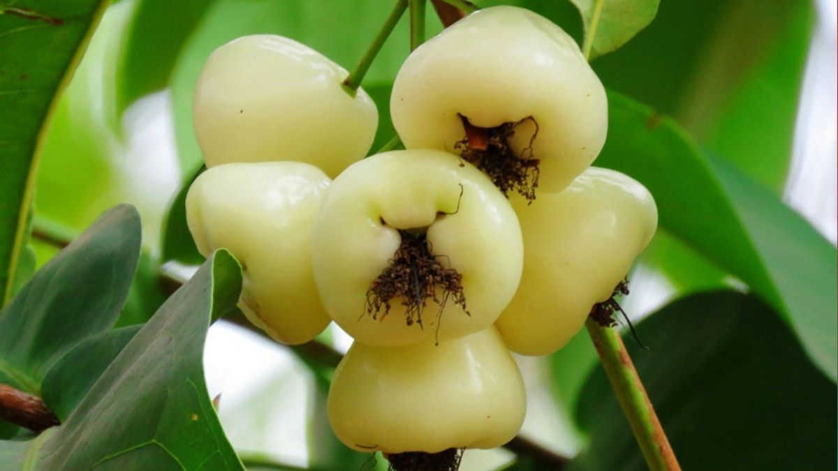 জামরুলের ইংরাজি কী? অনেক শিক্ষিতও জানেন না - Jamrul english ki jamrul ...