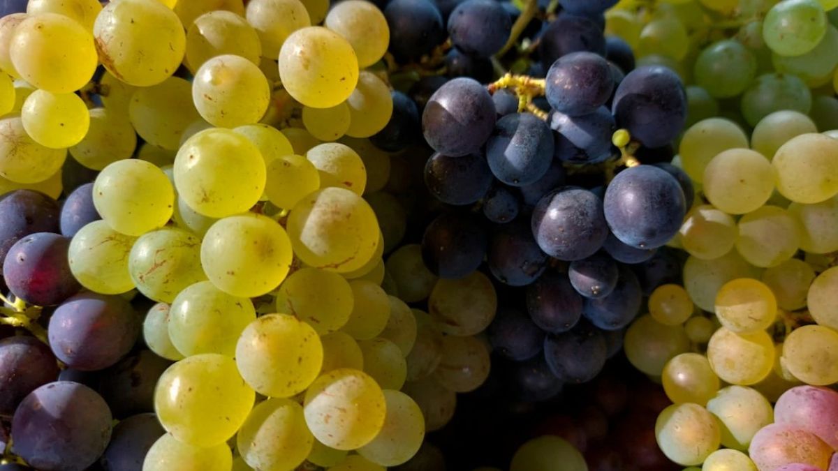 না চেখেই চিনুন মিষ্টি ও রসালো আঙুর, ৫ উপায় জেনে রাখুন - Grapes you are ...