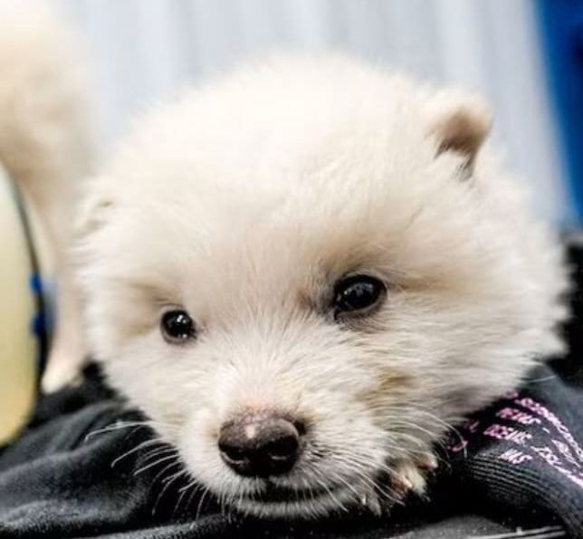 'Lab-created predators': Why real-life dire wolves could be a ticking ...