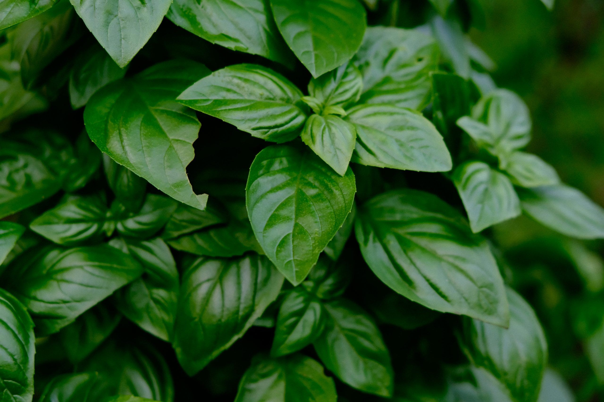 5 reasons why you should add basil leaves to your diet