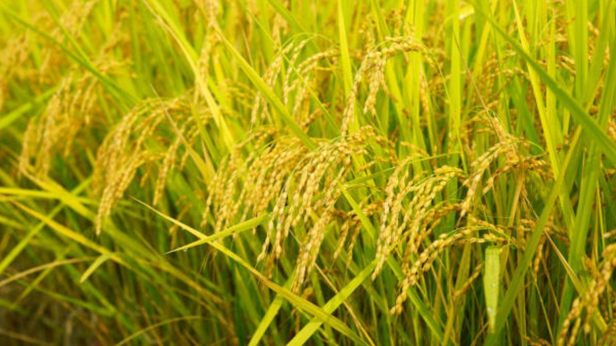 এই নতুন জাতের ধান চাষ করুন, কম জলেও বাম্পার ফলনে বাম্পার লাভ - Paddy ...