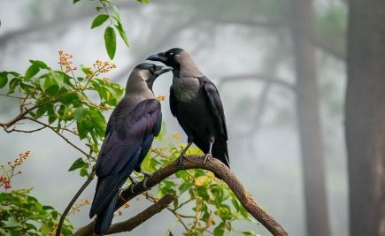 জোড়া কাক দেখলে কিসের ইঙ্গিত, এসব হবেই, জানুন - If you see two crows ...