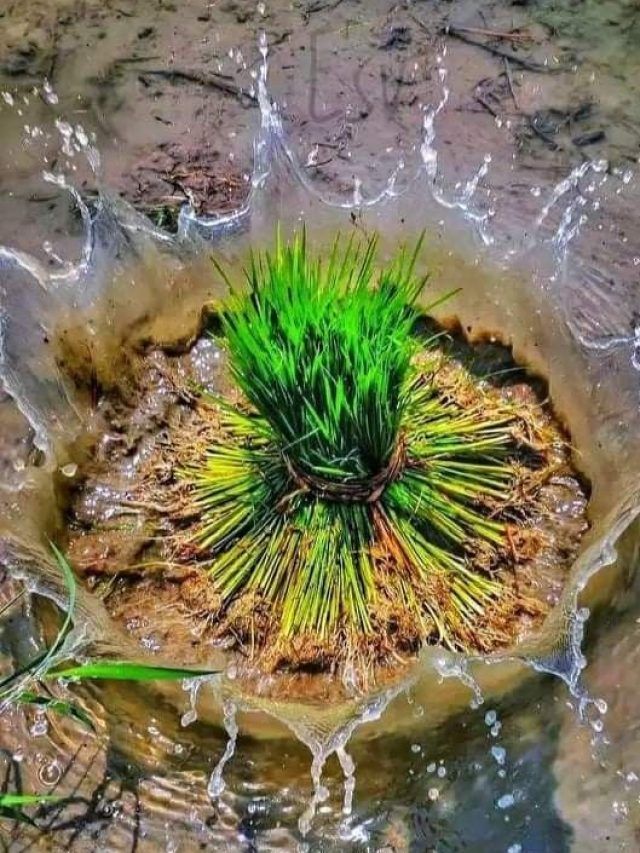 धान की खेती छोड़ने के लिए क्यों बोल रहे एक्सपर्ट? घातक हैं कारण - Why ...