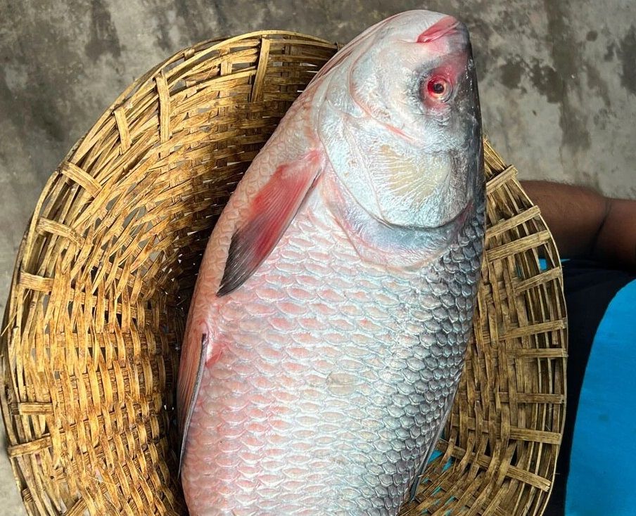 রুই না কাতলা, কোন মাছ খাওয়া উপকারী? - Katla fish is good for heart ...