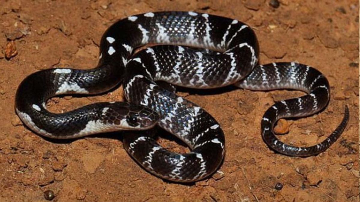 বিছানায় উঠে মশার মতো কামড়ায়, এই সাপ কোবরার চেয়েও বিষধর - Kalach sap ...