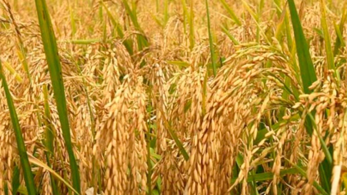 এই নতুন জাতের ধান চাষ করুন, বিঘায় ১২ বস্তা ধান হবে - Paddy farming ...