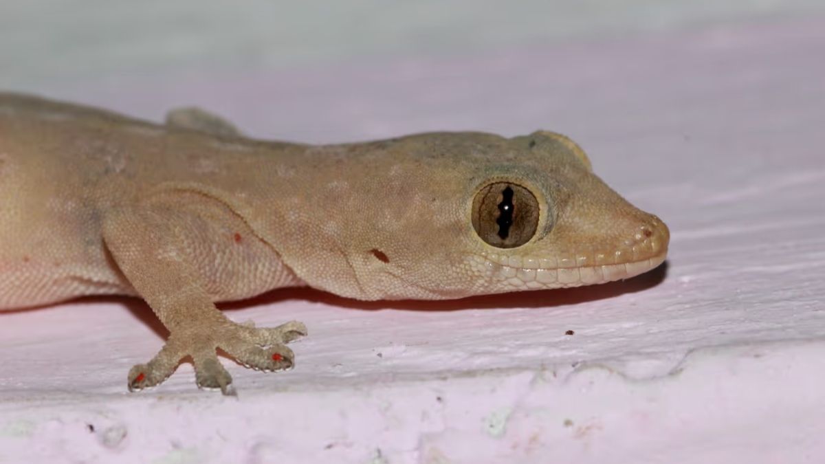 ঠাকুরের আসনে বার-বার উকিঝুঁকি দিচ্ছে টিকটিকি, কোন সংকেত? - Vastu tips ...