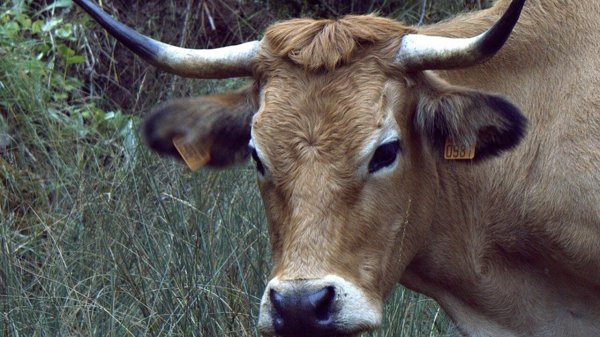 বাড়ির সামনে এসে হাম্বা ডাকছে গরু? এই ঘটনা ঘটবে আপনার জীবনে - If you ...