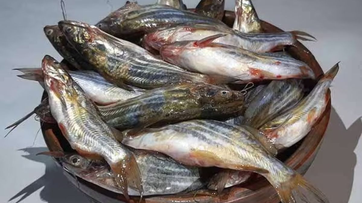 বুড়ো হতে না চাইলে নিয়মিত ট্যাংরা খান, কারণ জানলে এখনই ছুটবেন বাজারে ...