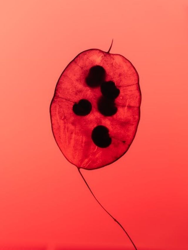 8 Rarest Blood Groups In The World