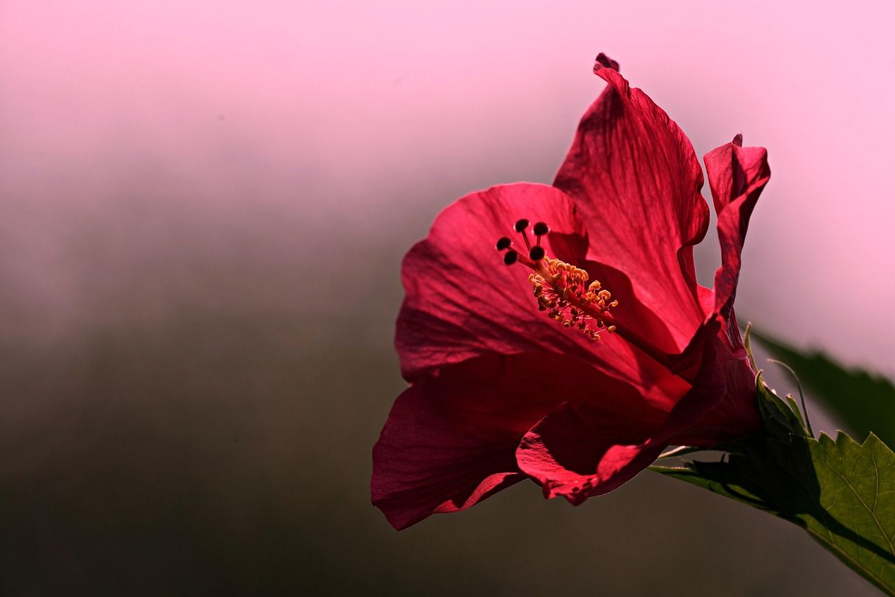 गुड़हल के पौधे में नहीं आ रहे ज्यादा फूल? अपनाएं ये घरेलू फॉर्मूला ...